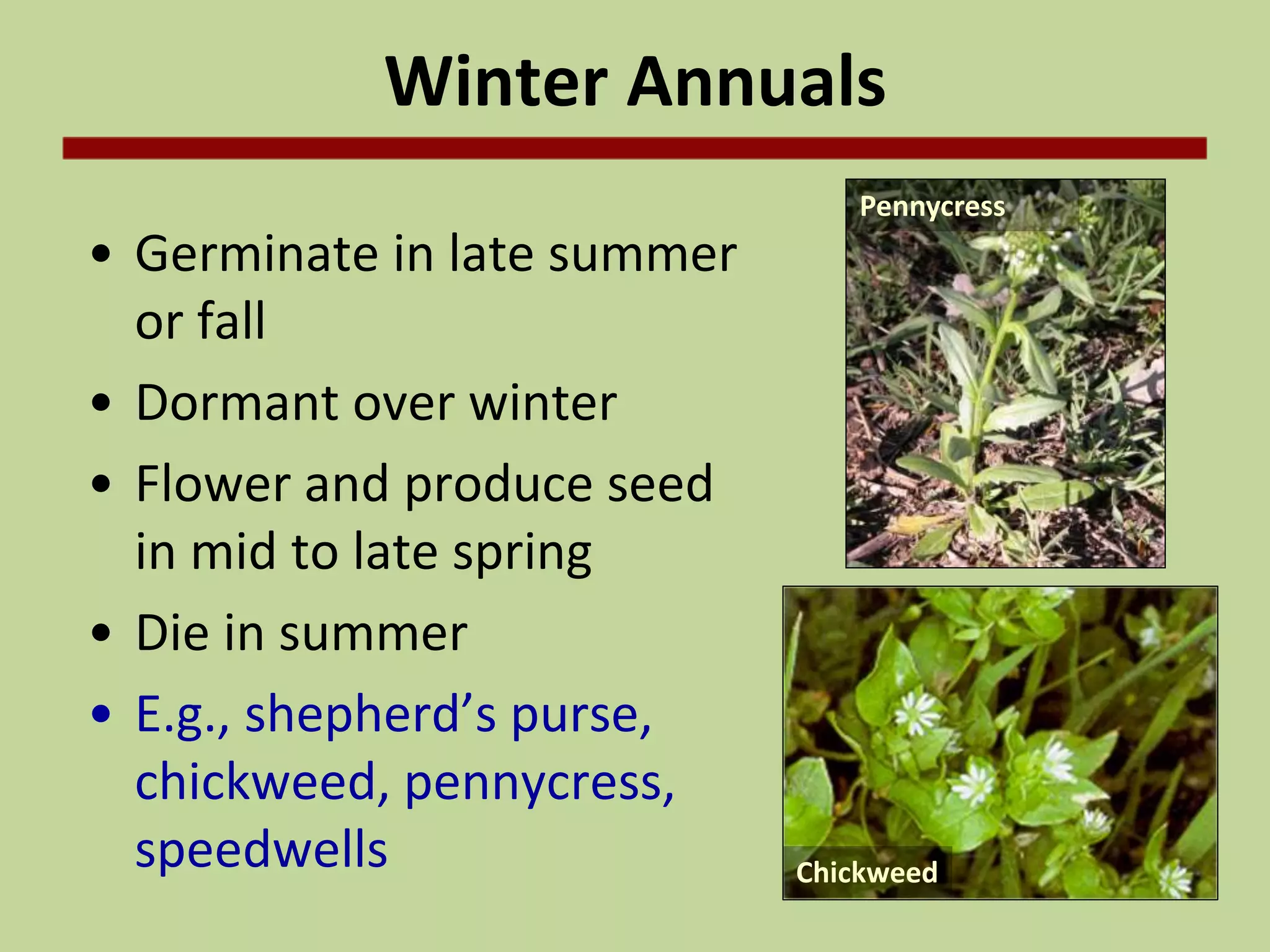 Introduction to Weed Science.pptx