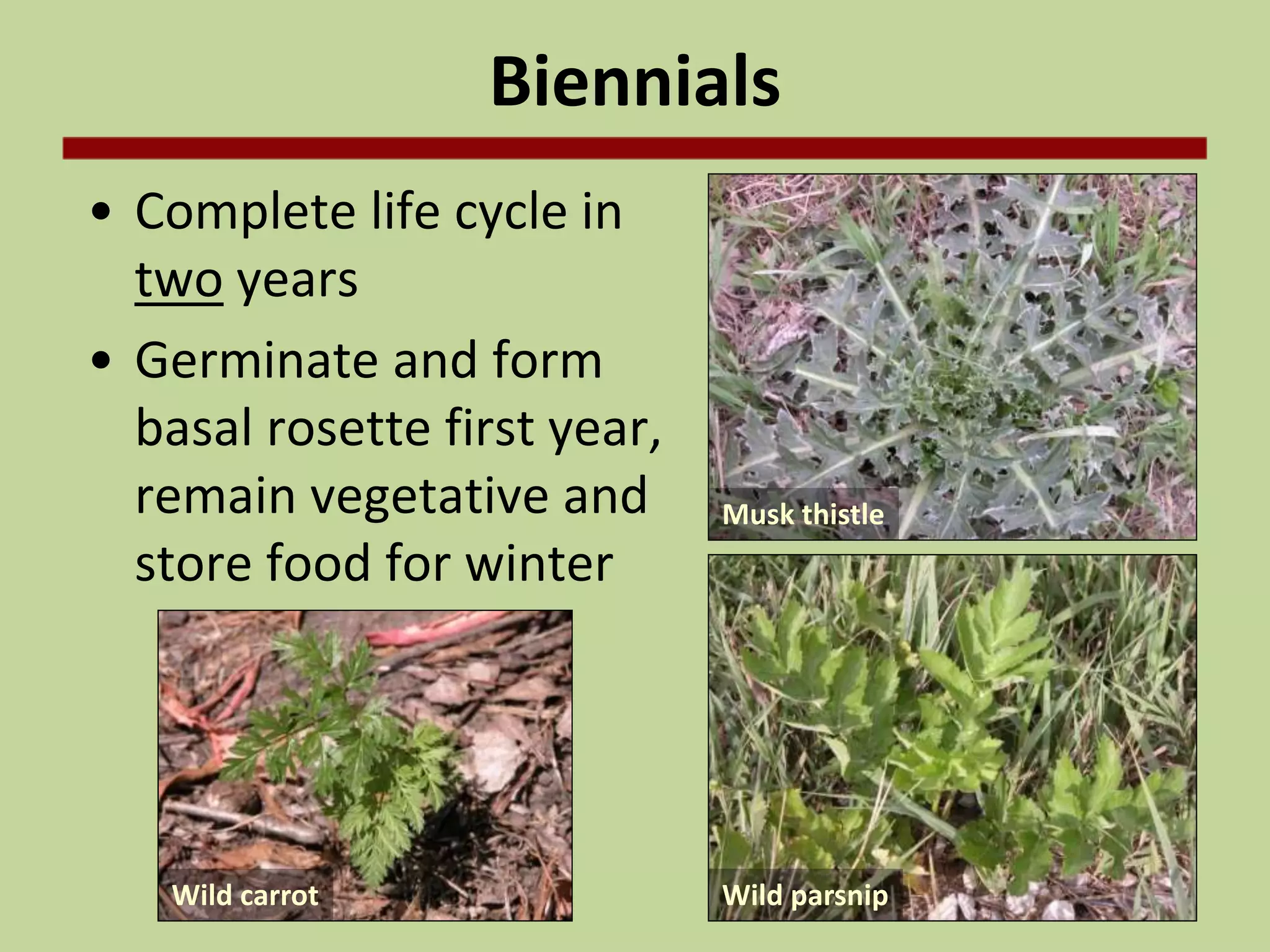 Introduction to Weed Science.pptx