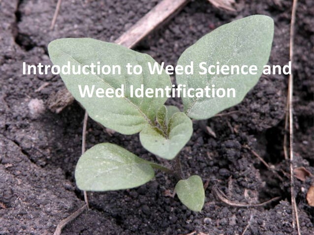 Introduction to Weed Science.pptx | Gardening | Home & Garden