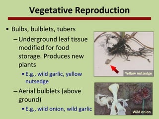 Introduction to Weed Science.pptx