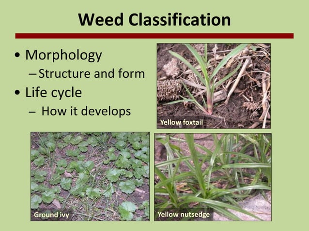 Introduction to Weed Science.pptx | Gardening | Home & Garden
