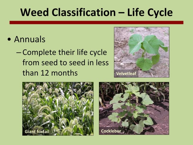 Introduction to Weed Science.pptx | Gardening | Home & Garden
