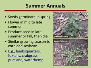 Introduction to Weed Science.pptx