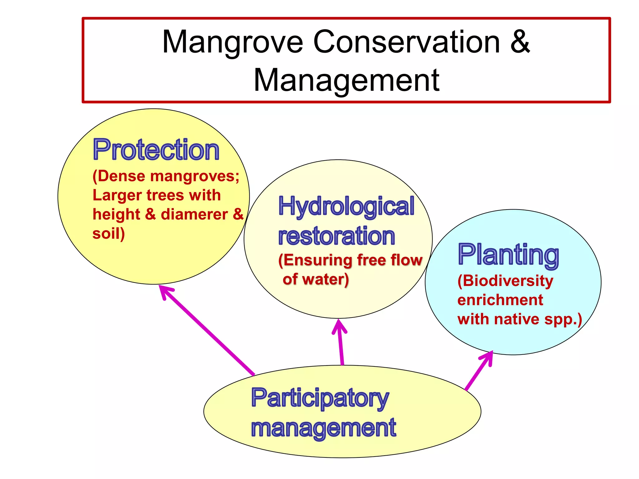 Panel discussion: Mangroves as nature-based solution to climate change ...
