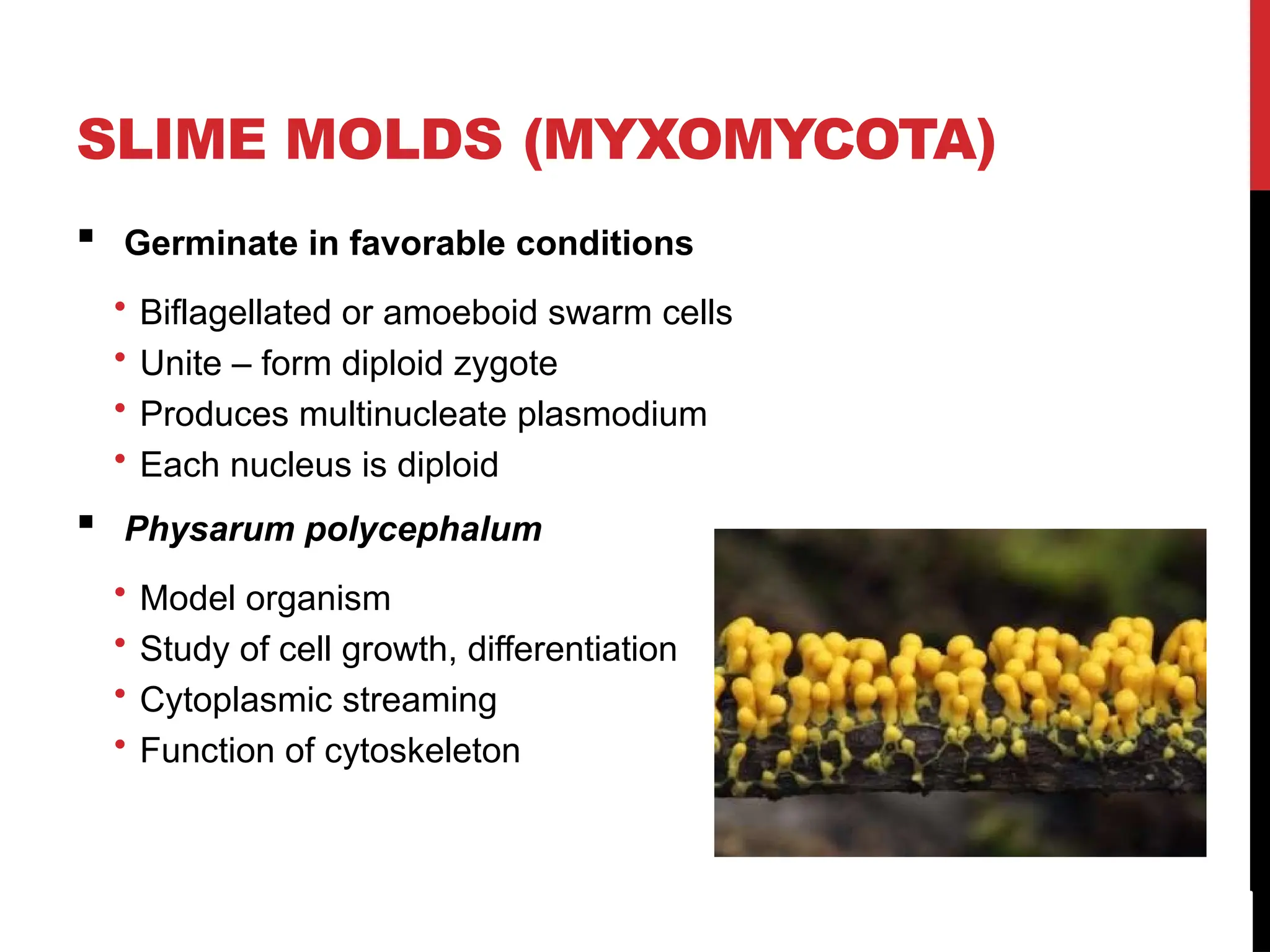 07 Kingdom Protista Trashcane of living organism the protists..pptx