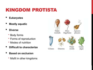 07 Kingdom Protista Trashcane of living organism the protists..pptx
