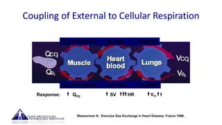 The Role and Interpretation of Cardiopulmonary Exercise Testing in ...