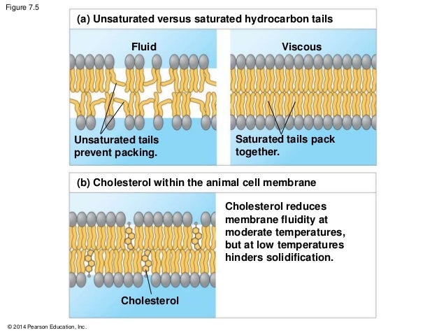 07 lecture BIOL 1010-30 Gillette College