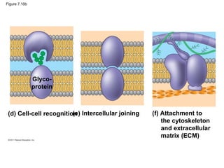 D Cell Membrane