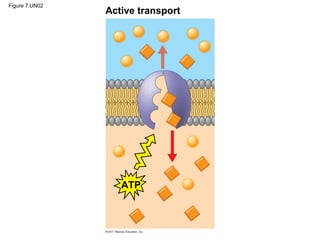 Active Transport Diagram Pearson
