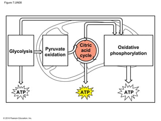 Mastering Biology Oxidative Phosphorylation Concept Map