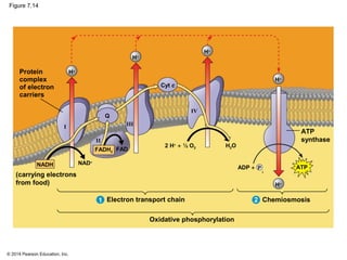 Mastering Biology Oxidative Phosphorylation Concept Map