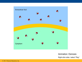 Cell Membrane Structure And Function Animation