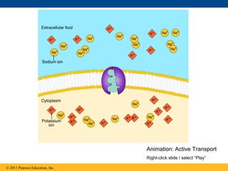 Cell Membrane Structure And Function Animation