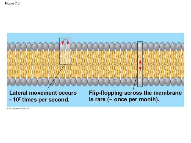cell membrane structure and function