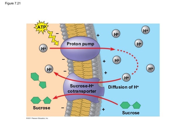 cell membrane structure and function