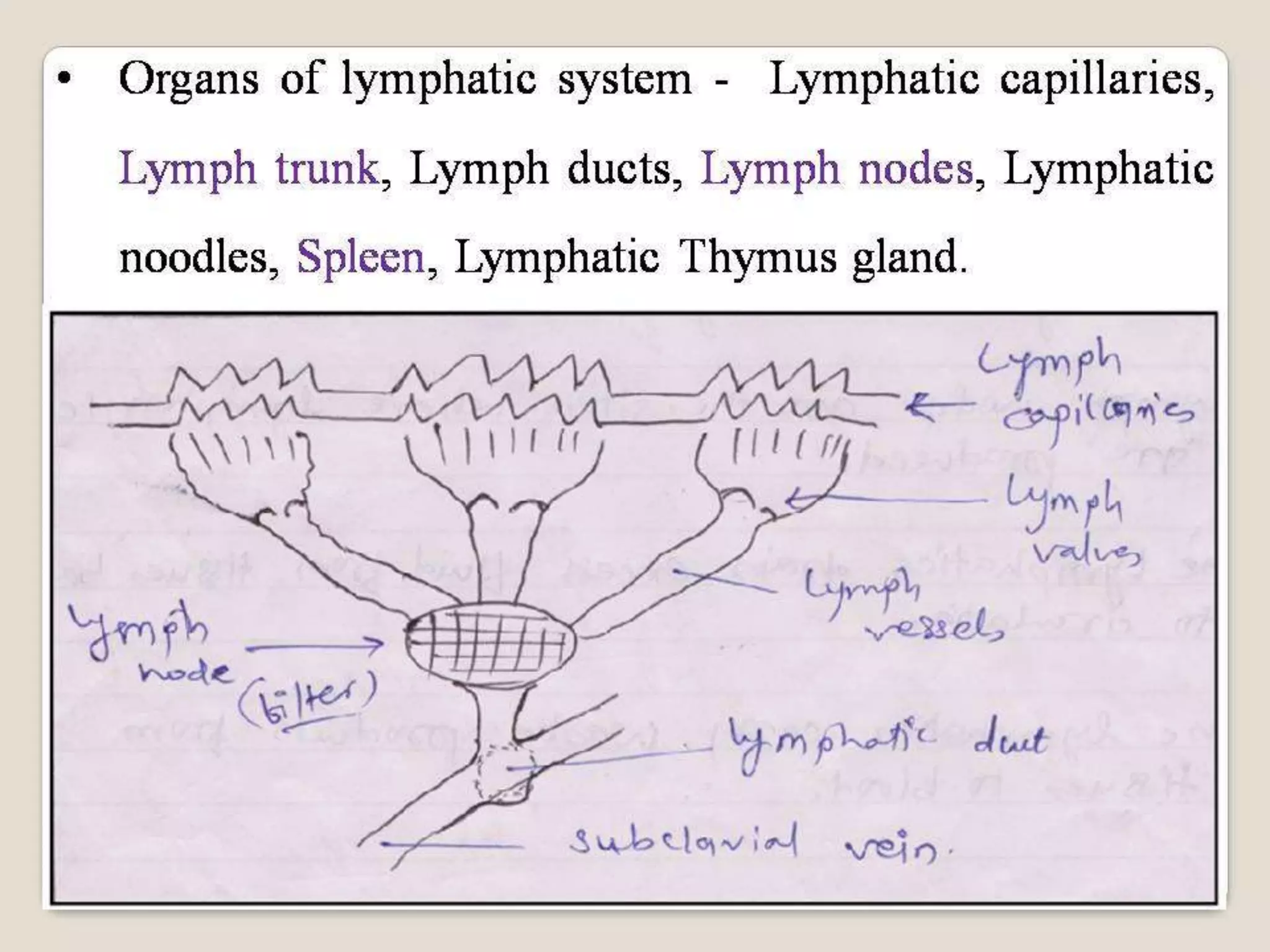 07 Lymphatic System Hap Sughosh Ppt
