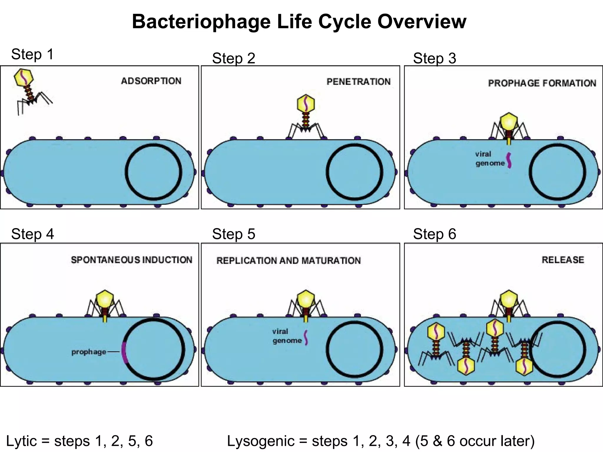 07 lytic vs lysogenic cycle | PPT