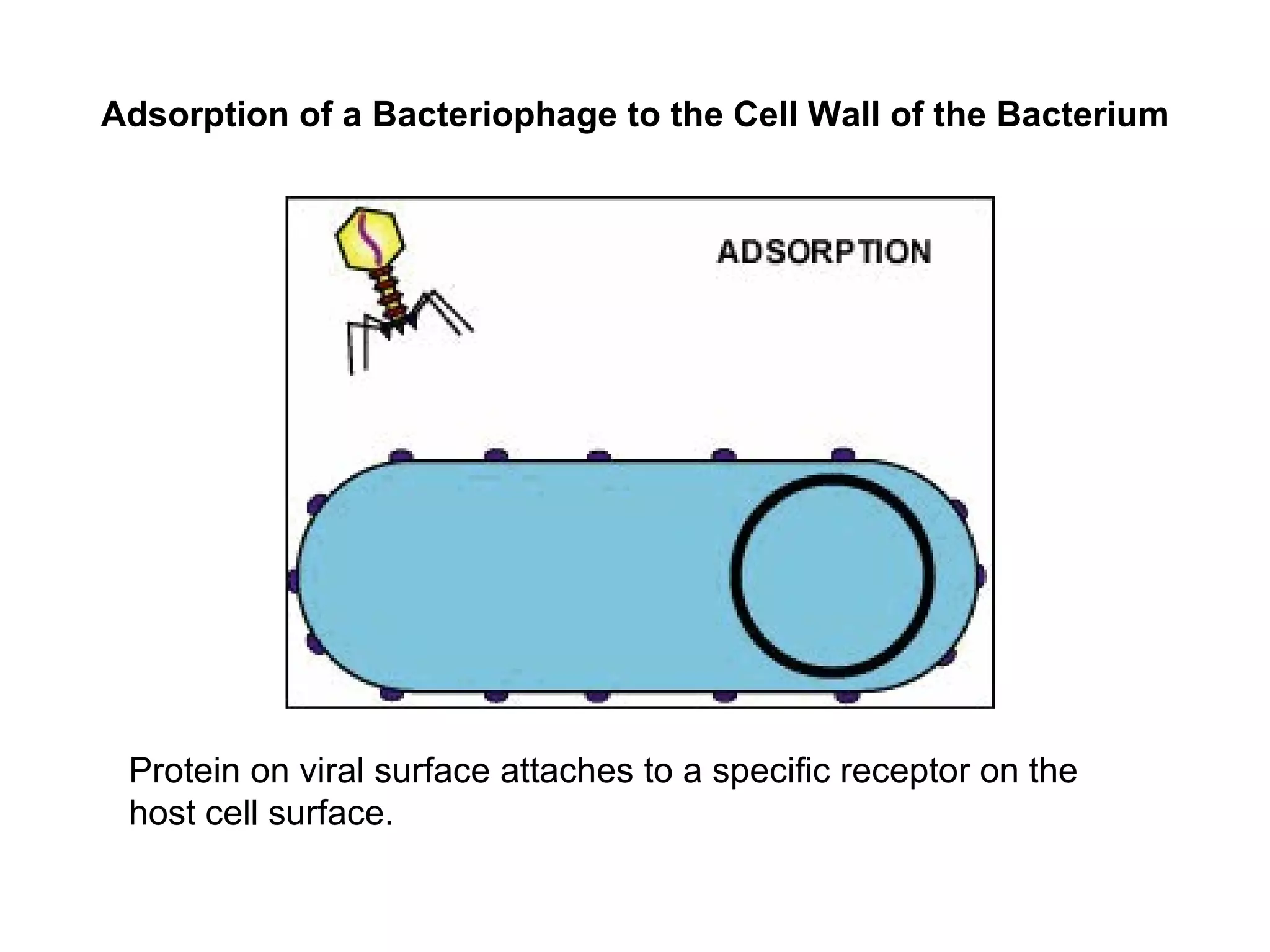07 lytic vs lysogenic cycle | PPT