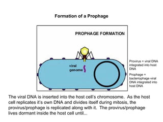 07 lytic vs lysogenic cycle | PPT | Biological Sciences | Science