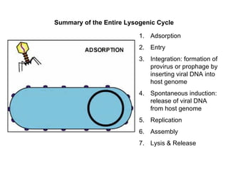 07 lytic vs lysogenic cycle | PPT