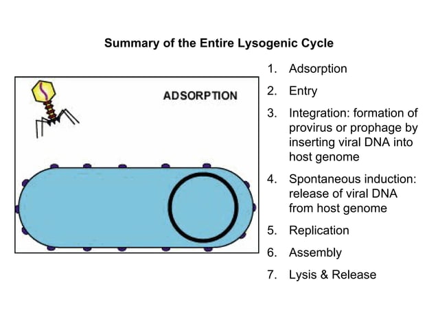 07 lytic vs lysogenic cycle | PPT | Biological Sciences | Science