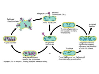 07 lytic vs lysogenic cycle | PPT
