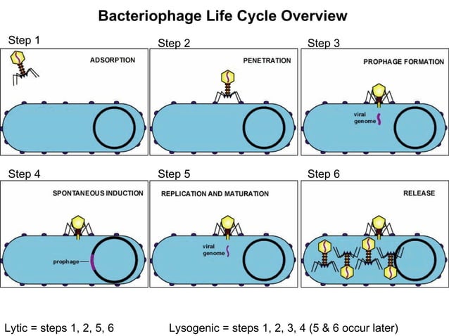 07 lytic vs lysogenic cycle | PPT | Biological Sciences | Science