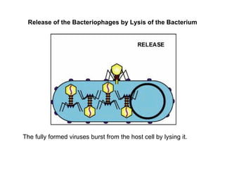 Steps Of The Lytic Cycle