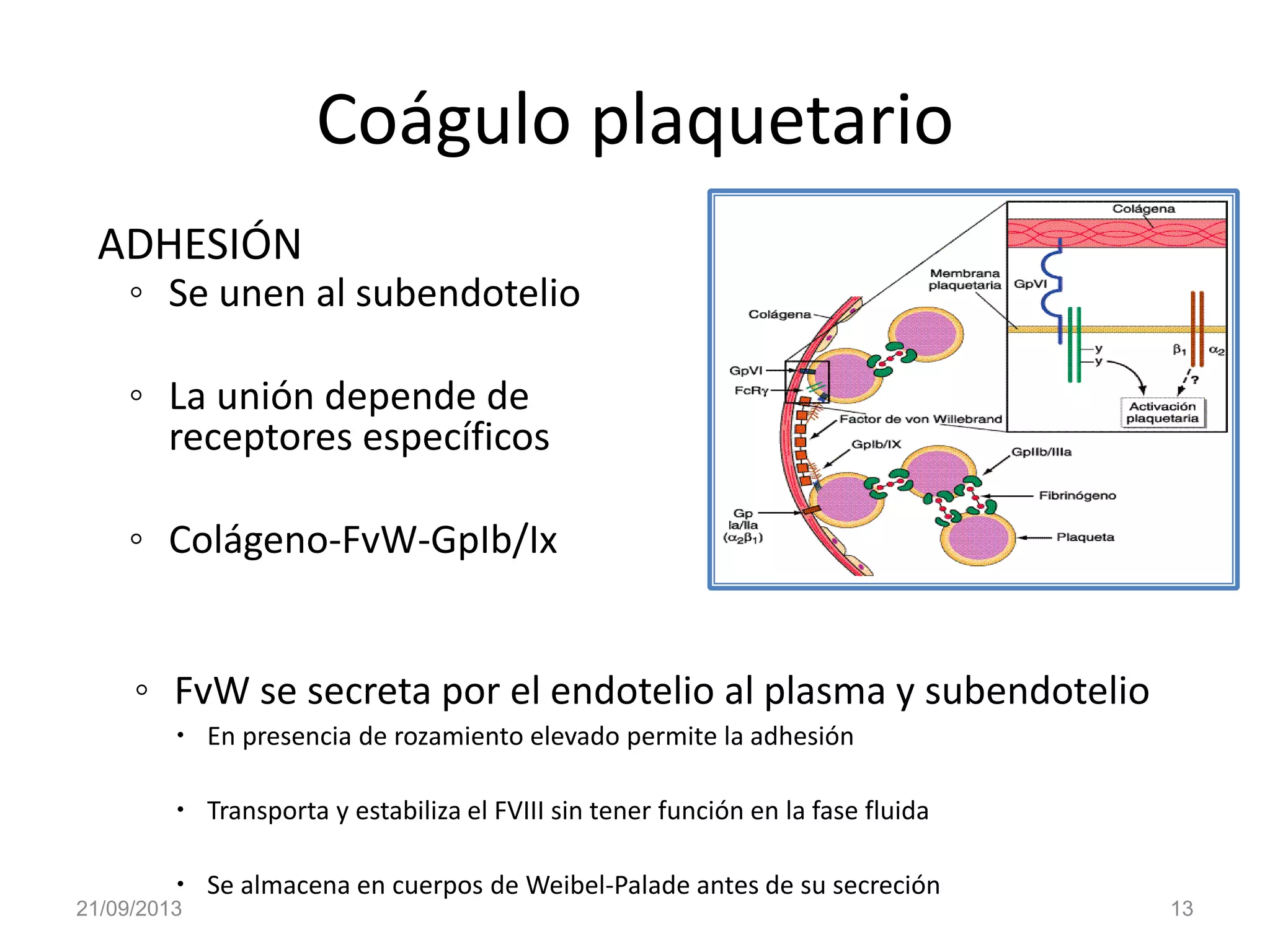 Mecanismos hemostáticos de la coagulación | PDF