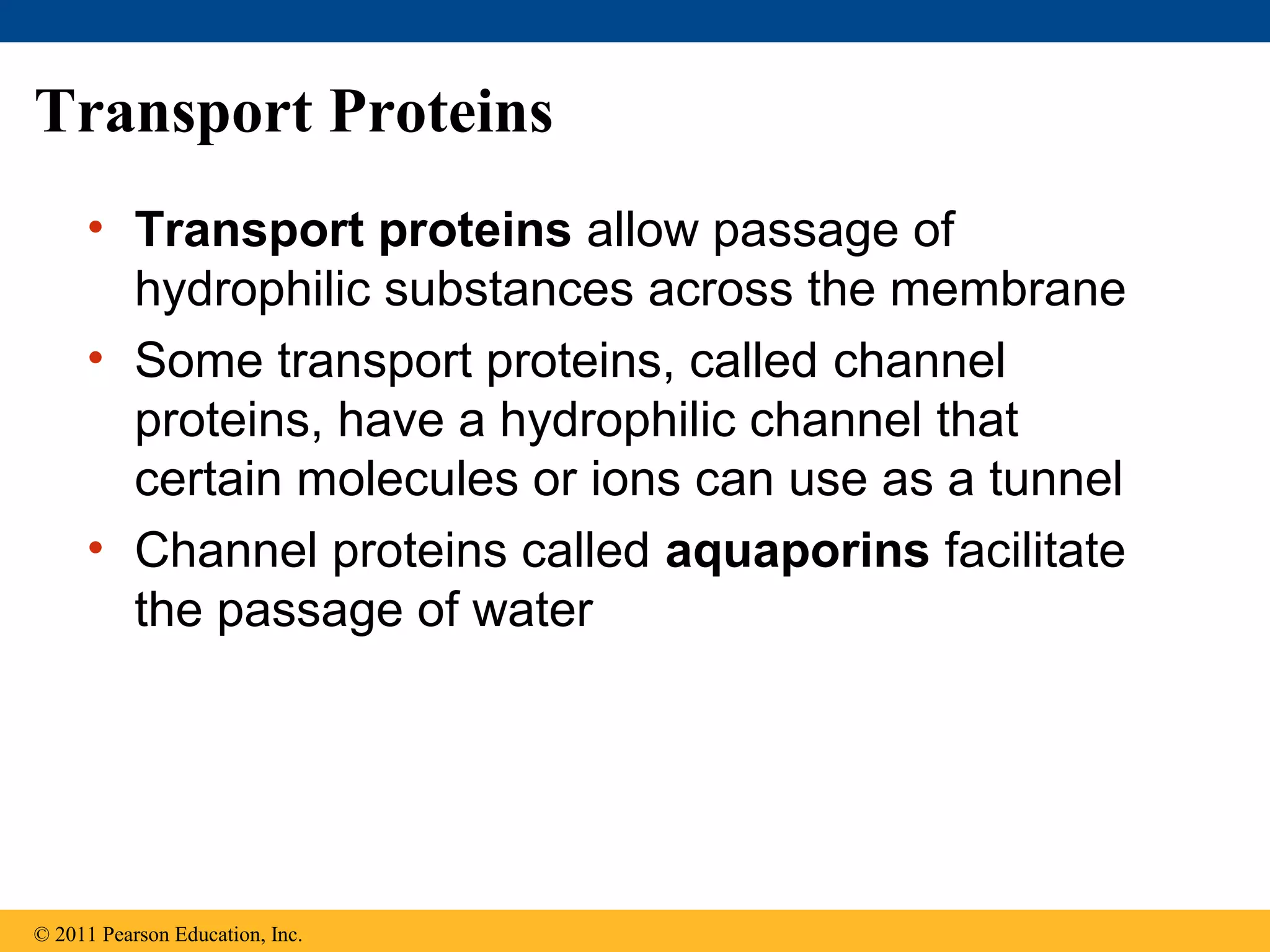 07 membrane structure and function | PPT