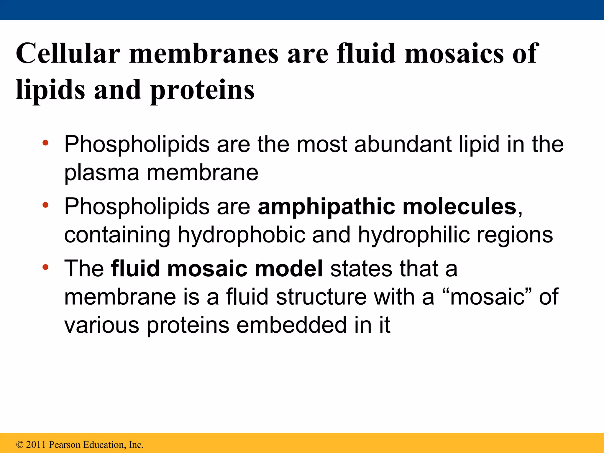 07 membrane structure and function | PPT