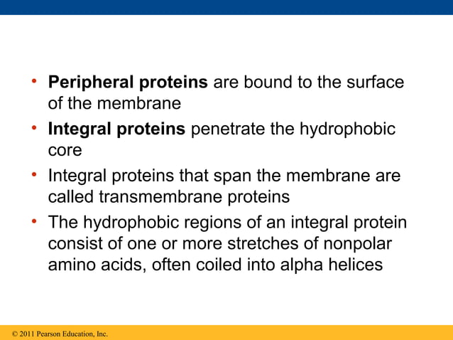 07 membrane structure and function | PPT