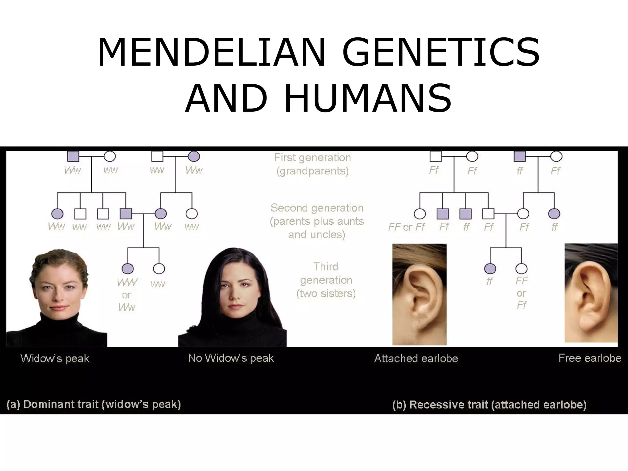 07 mendelian genetics and humans | PPT