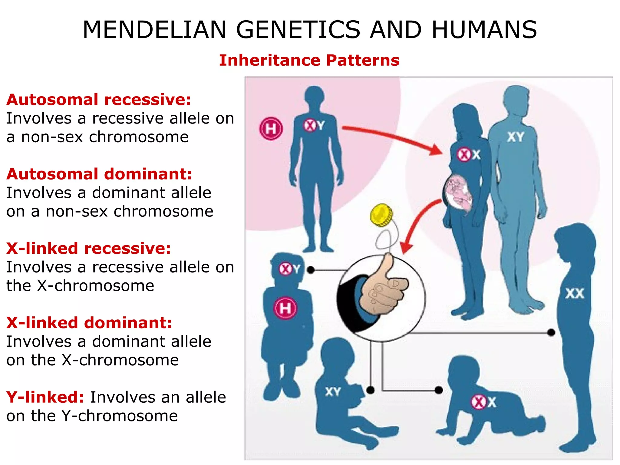 07 mendelian genetics and humans | PPT