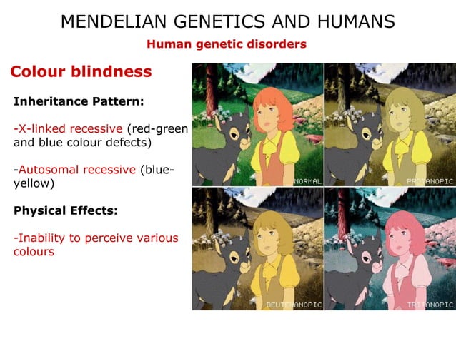 07 mendelian genetics and humans | PPT