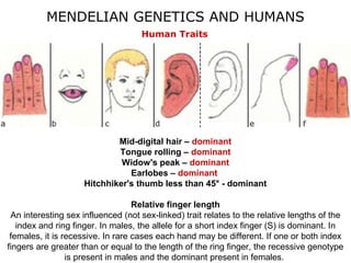 07 mendelian genetics and humans | PPT