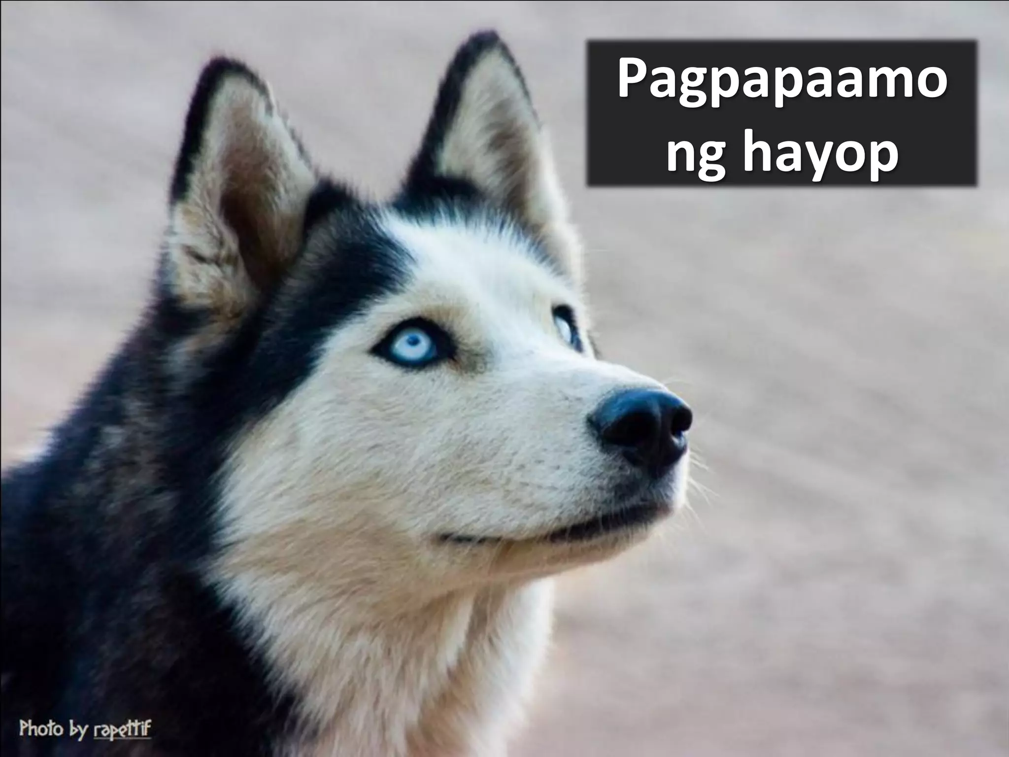 Mga Yugto ng Pag-unlad ng Kultura ng Tao sa Panahong Prehistoriko | PDF