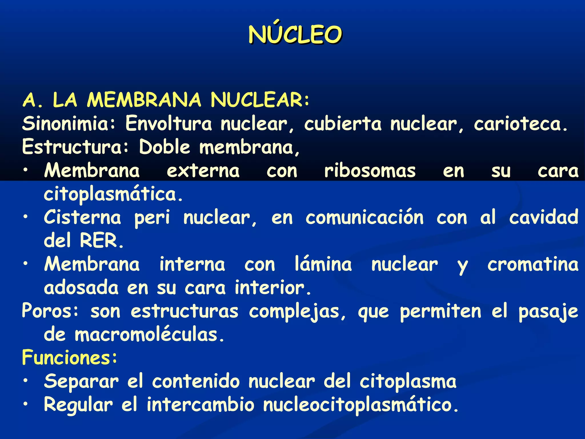 Mitocondrias Nucleo | PPT