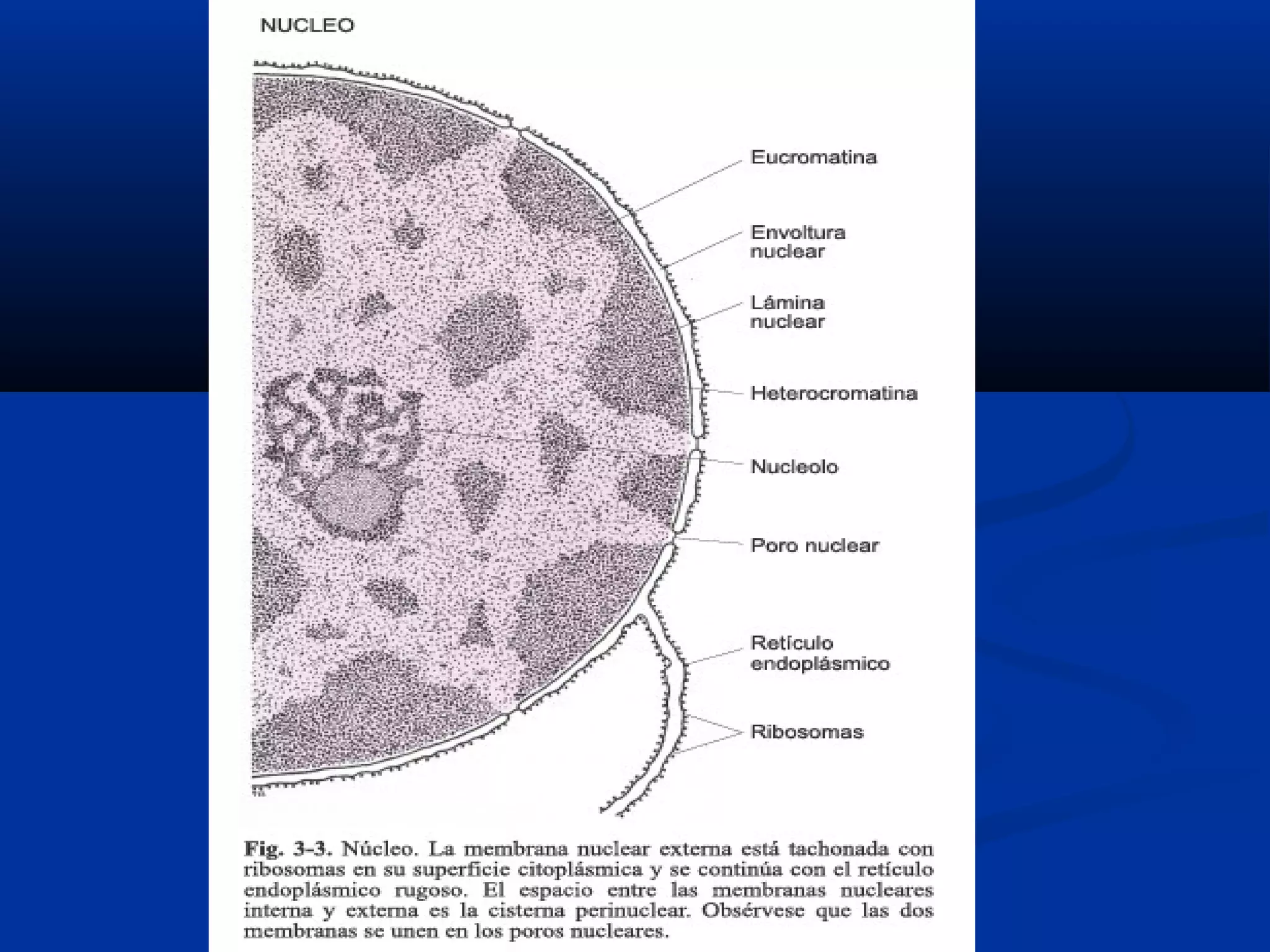 Mitocondrias Nucleo | PPT