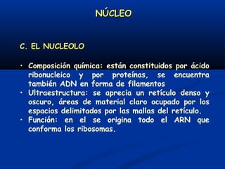 Mitocondrias Nucleo | PPT