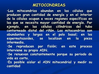 Mitocondrias Nucleo | PPT