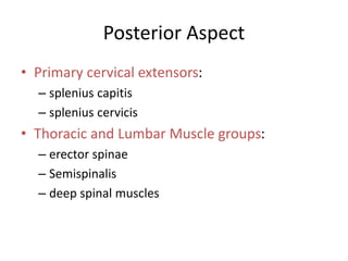 Lec 07 Bio-mechanic_muscle_of_spine..ppt