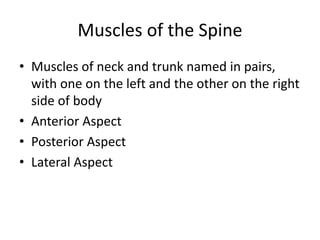 Lec 07 Bio-mechanic_muscle_of_spine..ppt