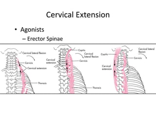 Lec 07 Bio-mechanic_muscle_of_spine..ppt