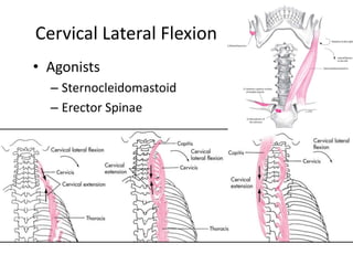 Lec 07 Bio-mechanic_muscle_of_spine..ppt