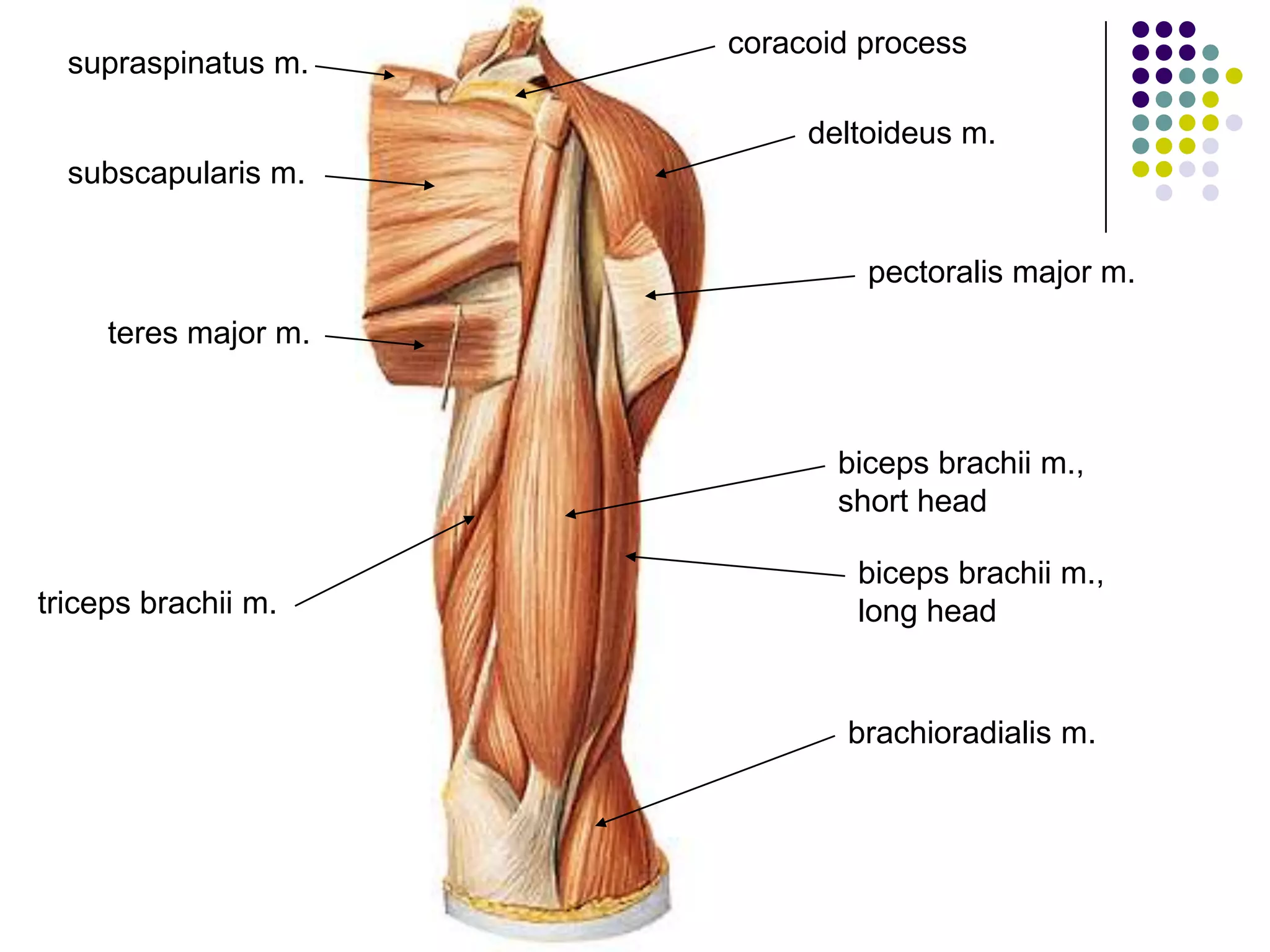 musculoskeletal | PPTX