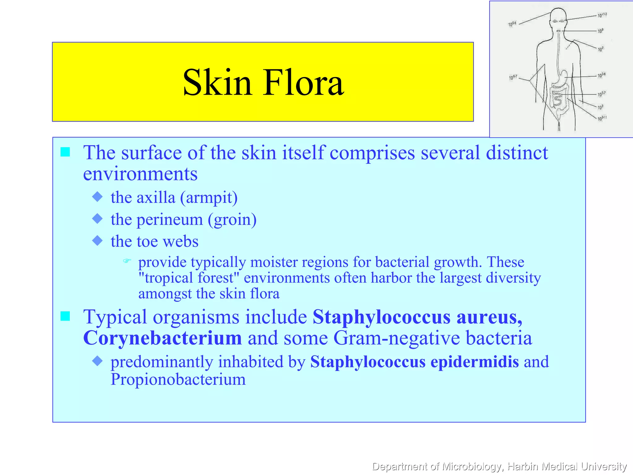 normal microbial flora | PPT