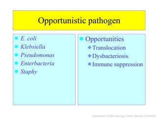 normal microbial flora | PPT