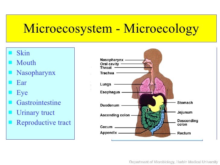 normal microbial flora